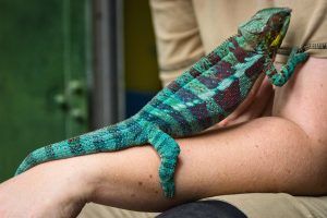 Bukalemun Özellikleri