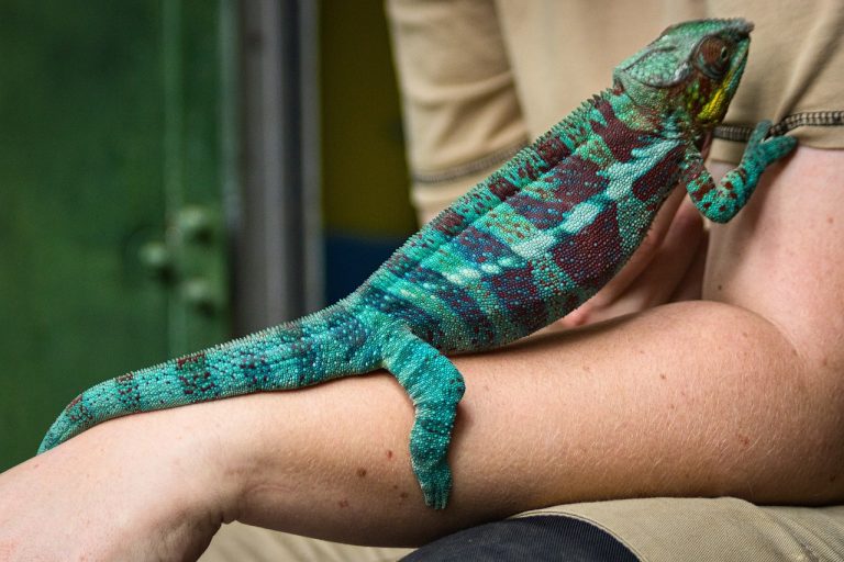 Bukalemun Özellikleri